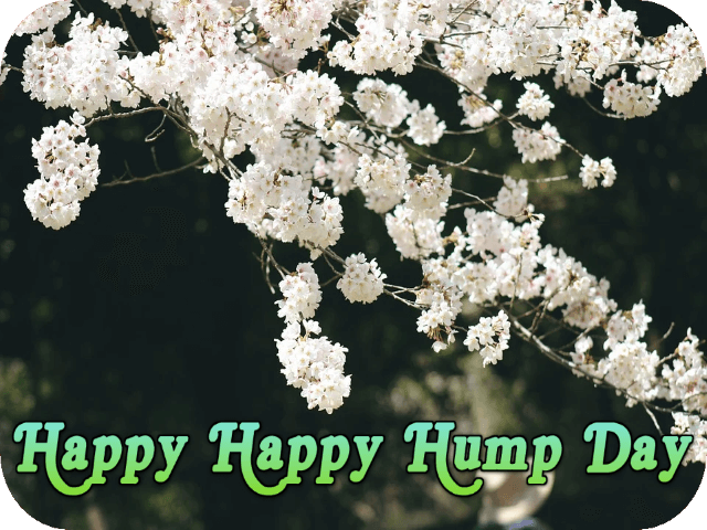 Happy Happy Hump Day | Rob Knowlan