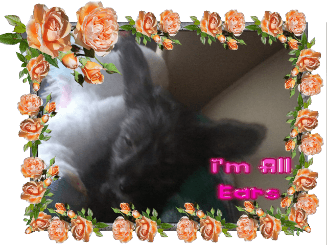 I’m All Ears | Rob Knowlan